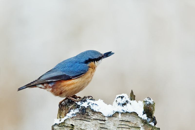 February – worst month of the year! ~ Wildlife & Nature Photography